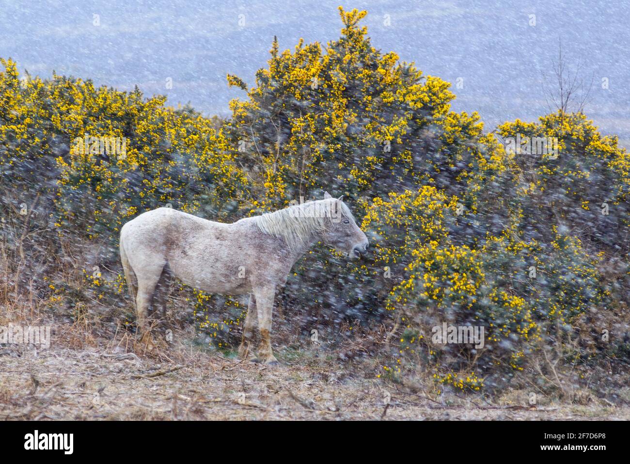 Horse falling hi-res stock photography and images - Alamy