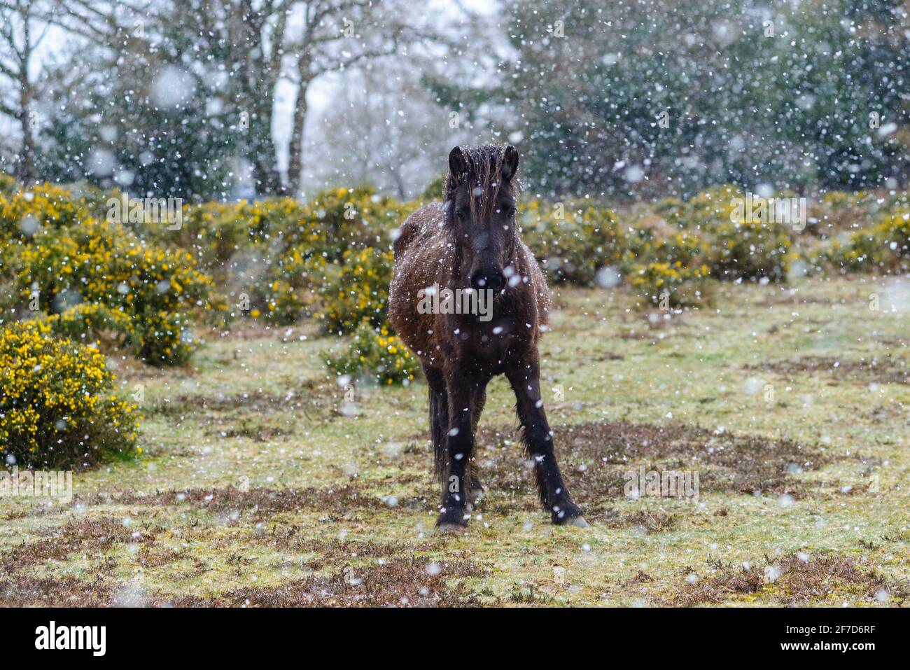 Horse falling hi-res stock photography and images - Alamy