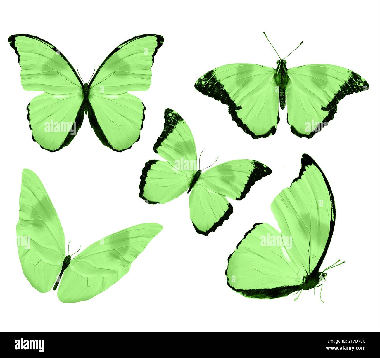 Green butterflies isolated on white background. tropical moths. insects ...