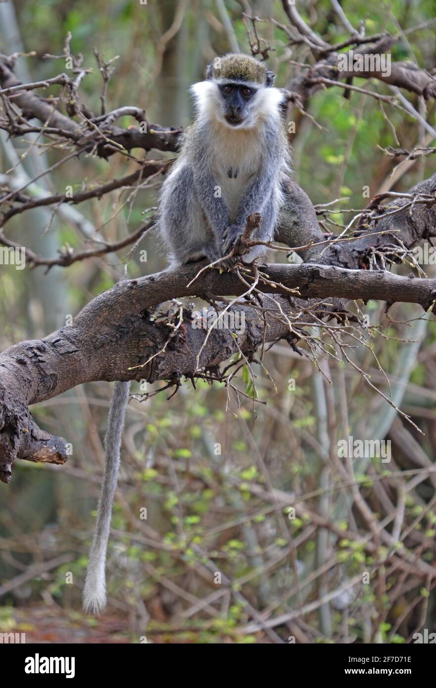 Vervet Monkey (Chlorocebus pygerythrus) adult female sitting in tree ...