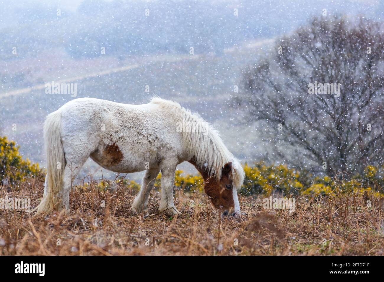 Horse falling hi-res stock photography and images - Alamy