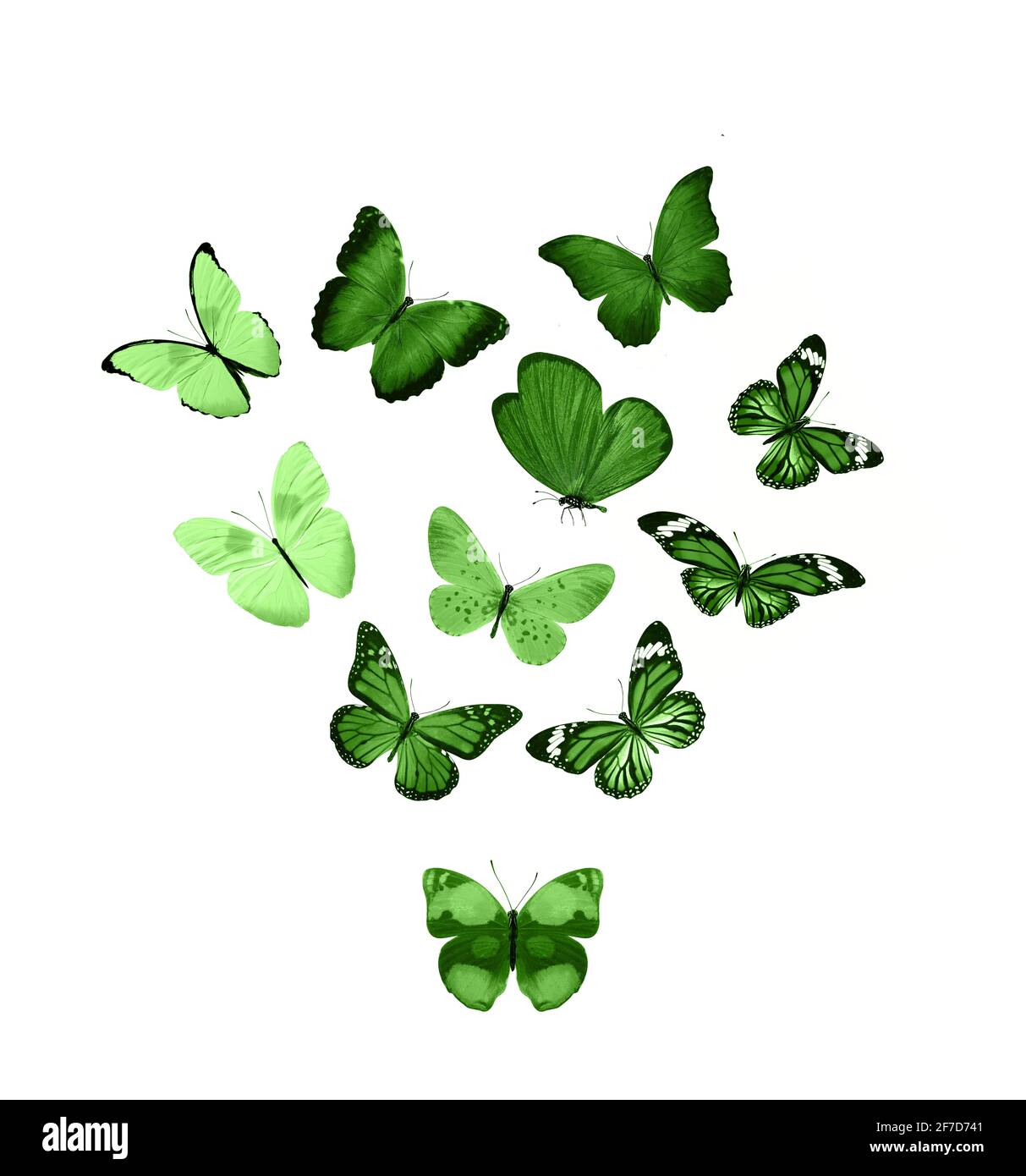Green butterflies isolated on white background. tropical moths. insects ...