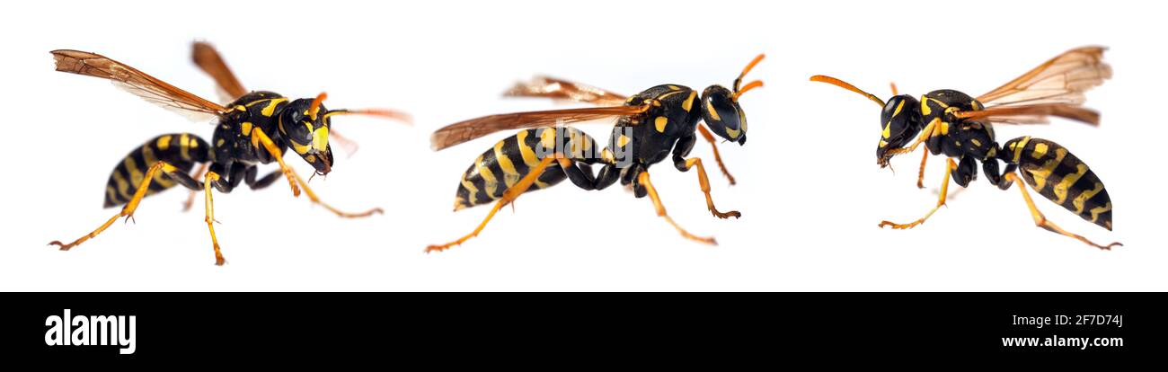 Set of three European common wasp German wasp or German yellow jacket ...