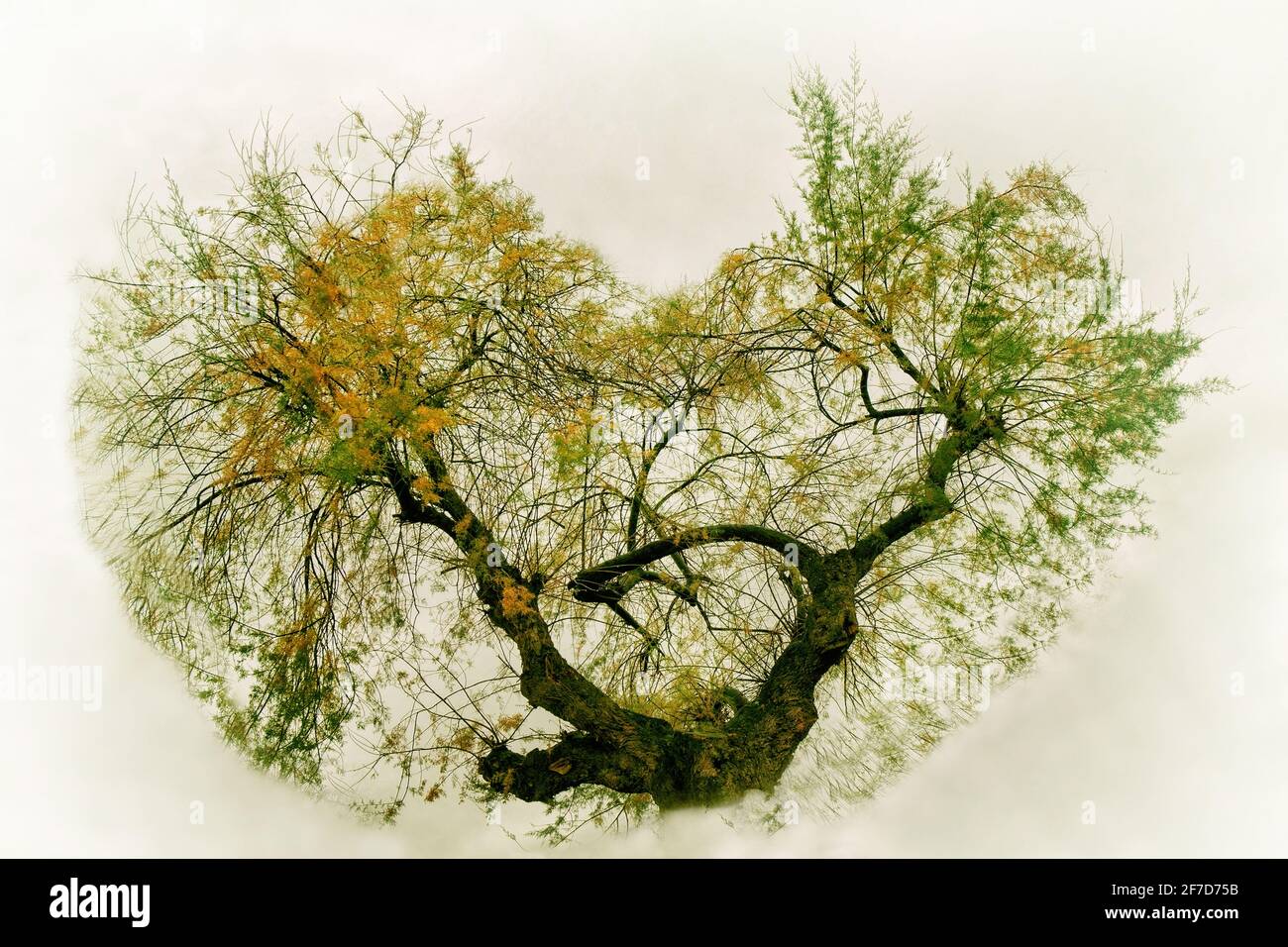 heart shaped tree Stock Photo - Alamy
