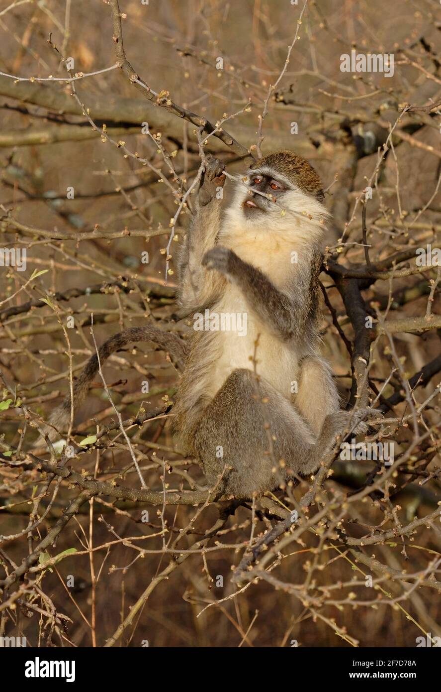 Monkey safari hi-res stock photography and images - Alamy