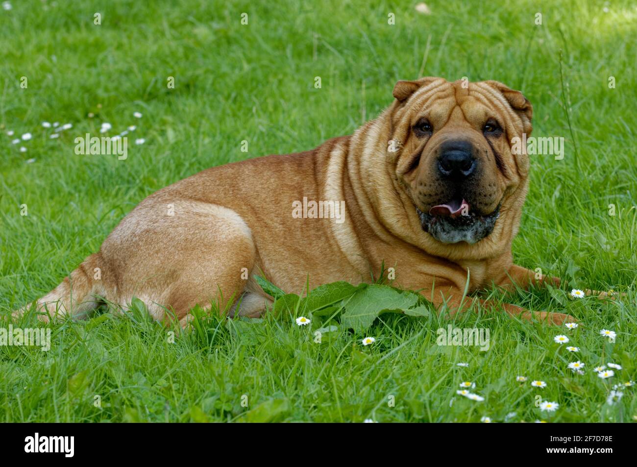 Shar Pei Chinese fighting dog showing wrinkles Stock Photo - Alamy