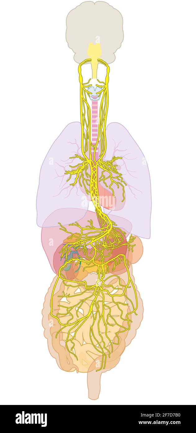 The 3D illustration showing brain and active vagus nerve (tenth cranial ...