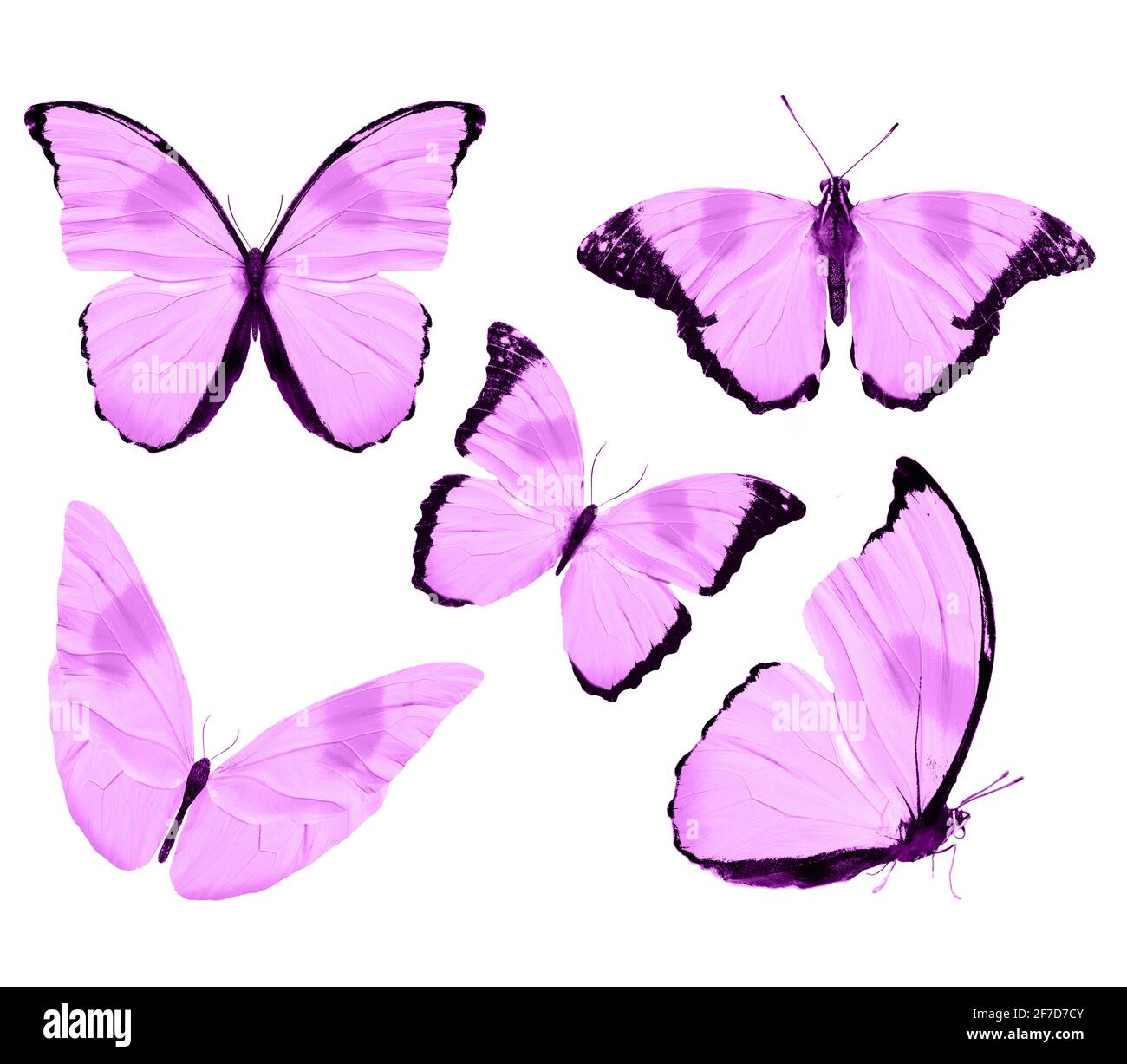 Pink butterflies isolated on white background. tropical moths. insects ...