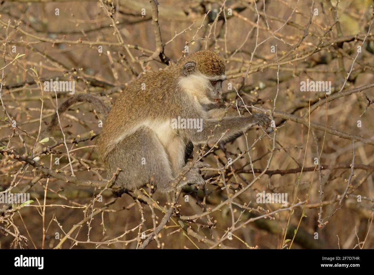 Vervet Monkey (Chlorocebus pygerythrus) adult feeding on tree buds ...