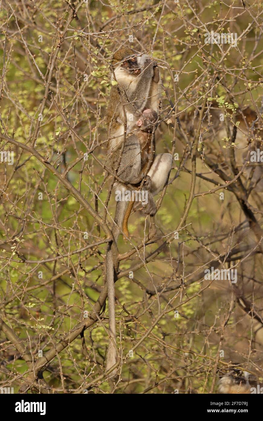 Vervet Monkey (Chlorocebus pygerythrus) female with baby feeding on ...