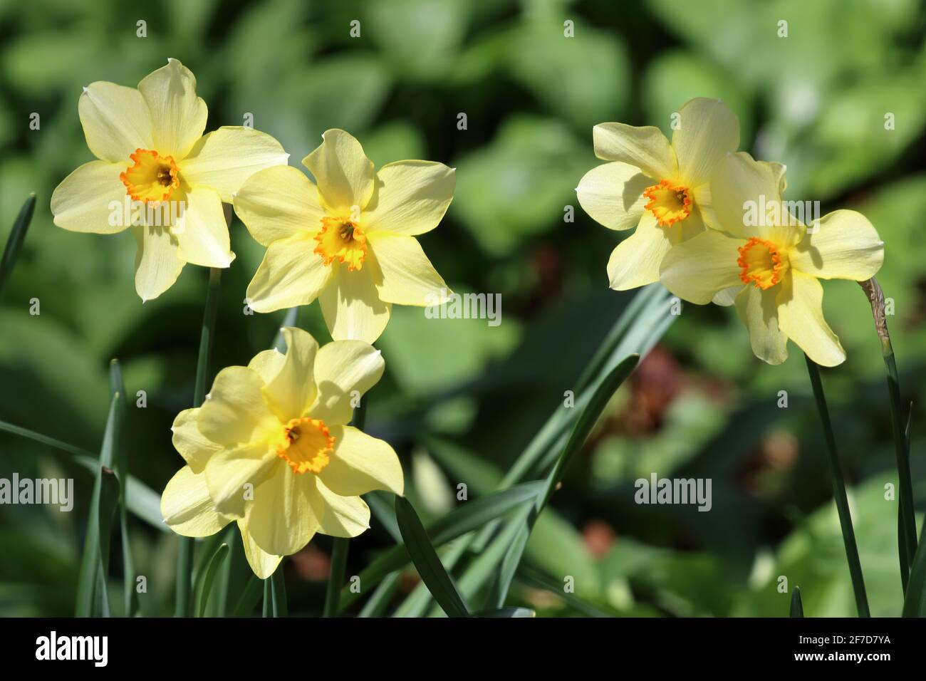 Lothario High Resolution Stock Photography and Images - Alamy