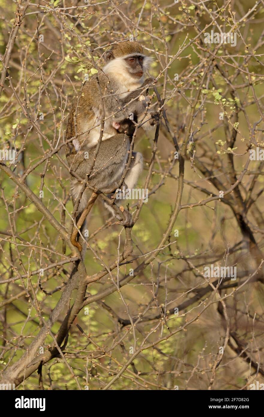 Baby vervet monkey on tree hi-res stock photography and images - Alamy