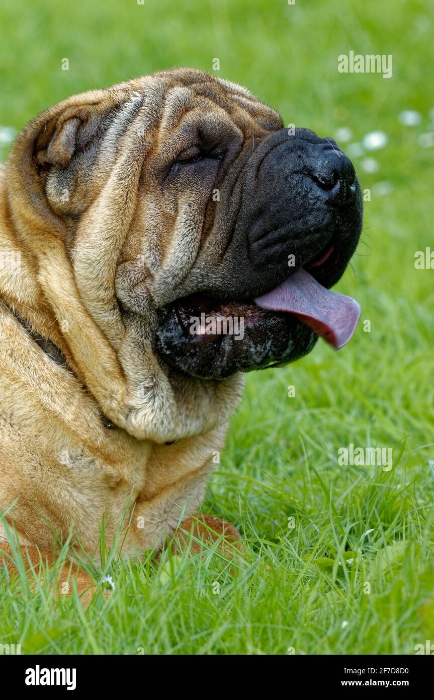 Shar Pei Chinese fighting dog showing wrinkles Stock Photo - Alamy