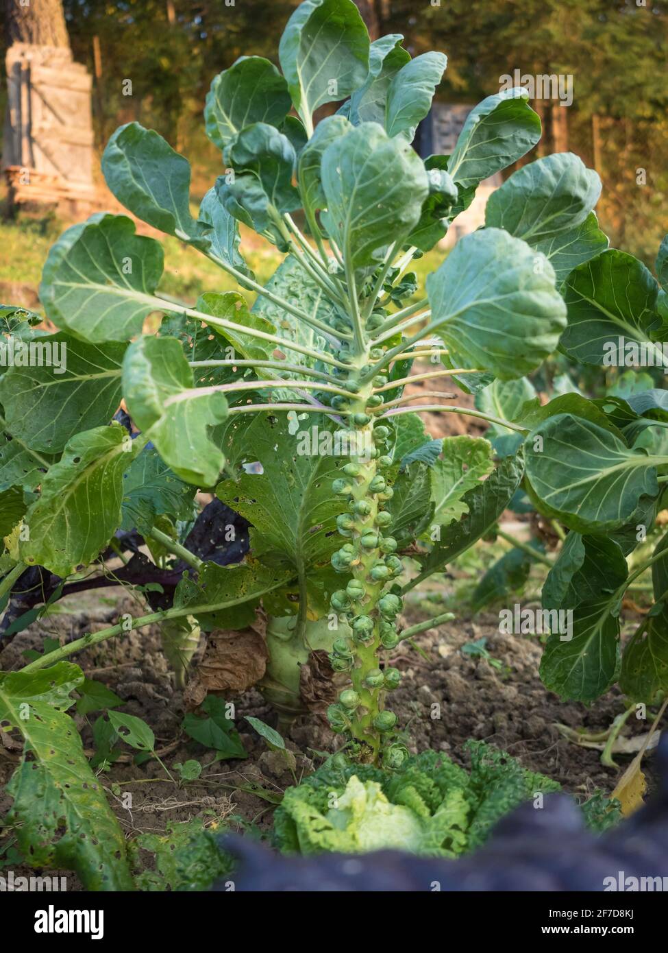 Fresh young Brussels Sprout heads (Brassica oleracea var. gemmifera ...