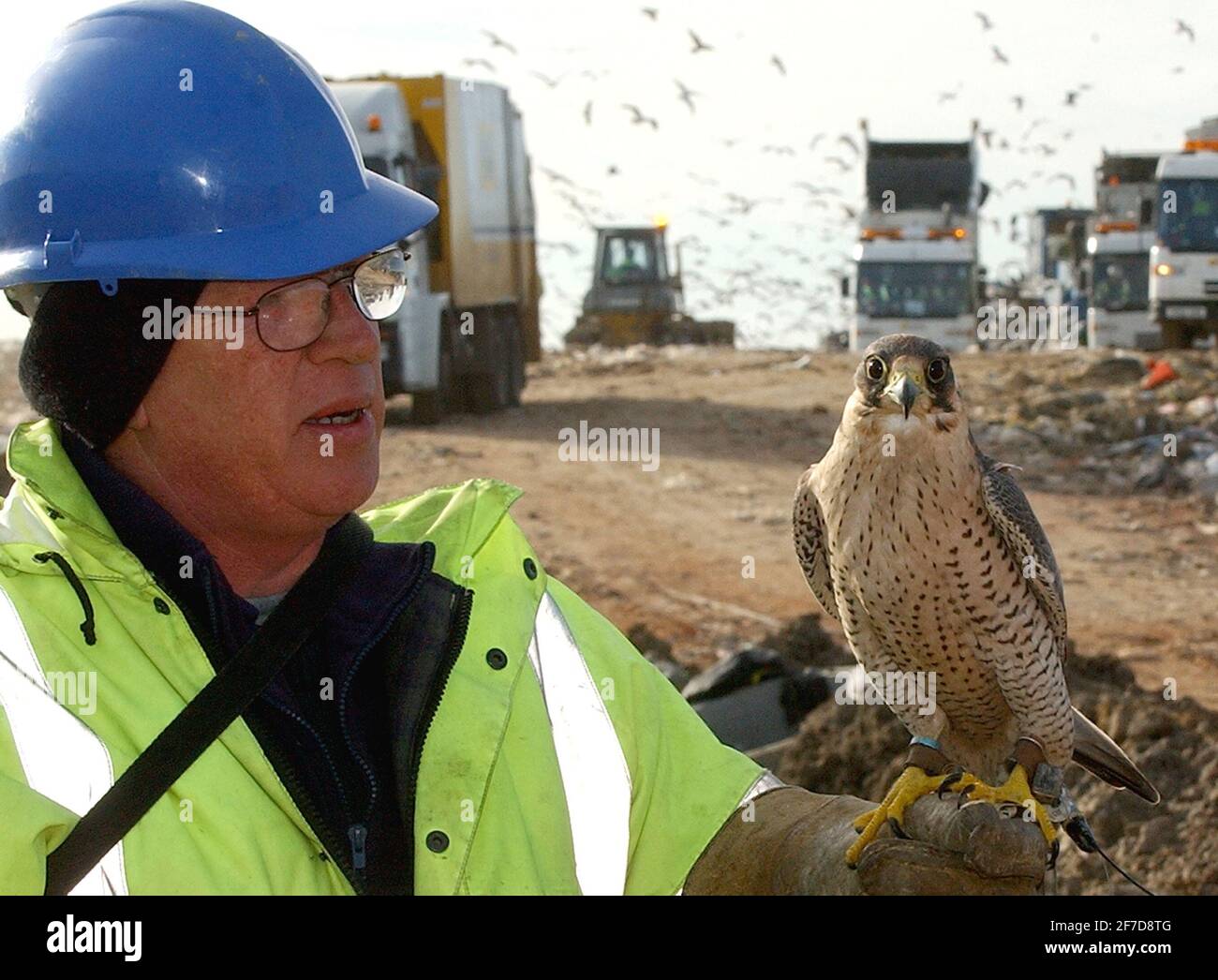 GARY COLEMAN AND BRANDY THE PEREGRINE FALCON 'CROSS' SET OFF FOR WORK ...