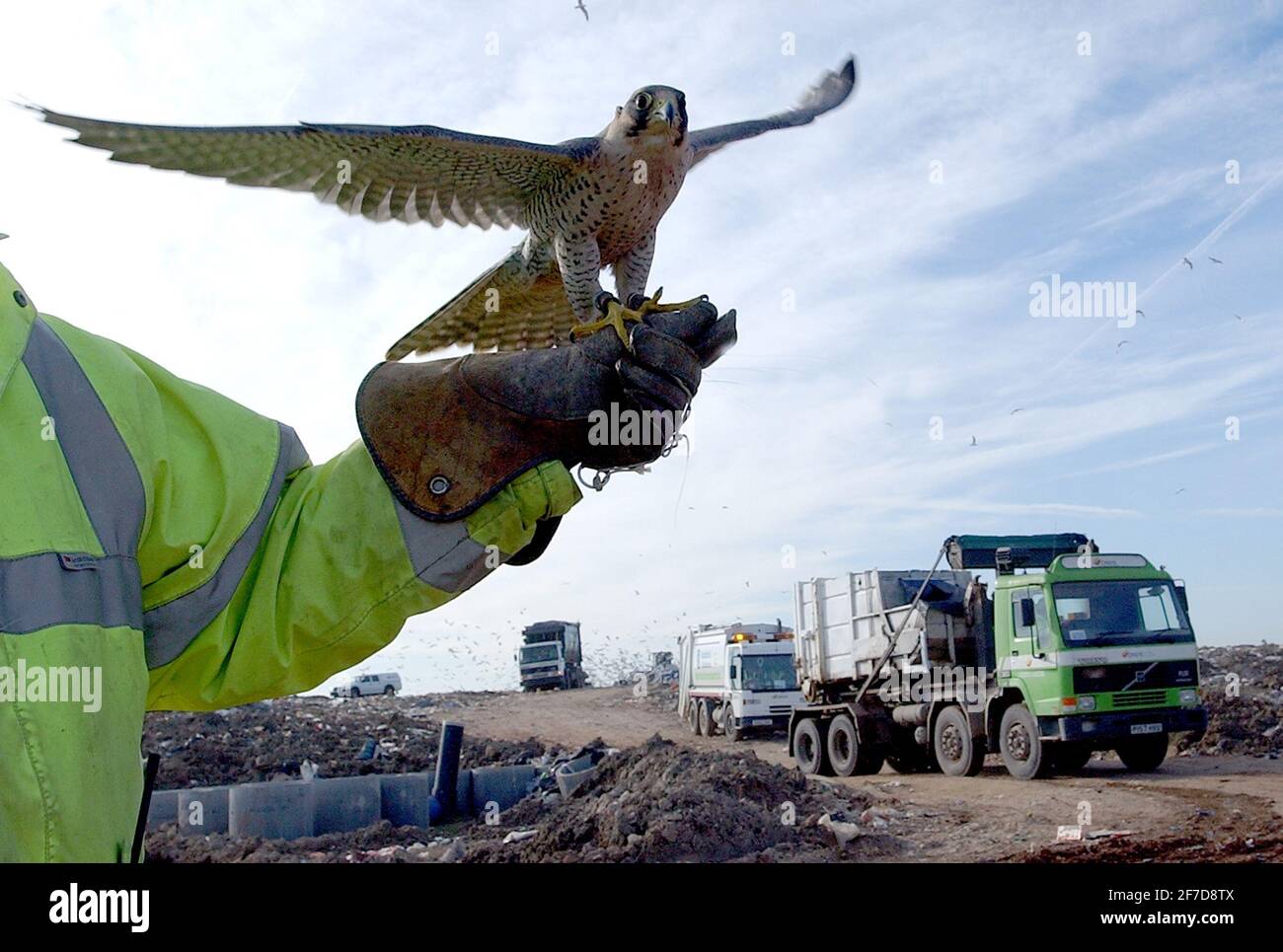 GARY COLEMAN AND BRANDY THE PEREGRINE FALCON 'CROSS' SET OFF FOR WORK ...