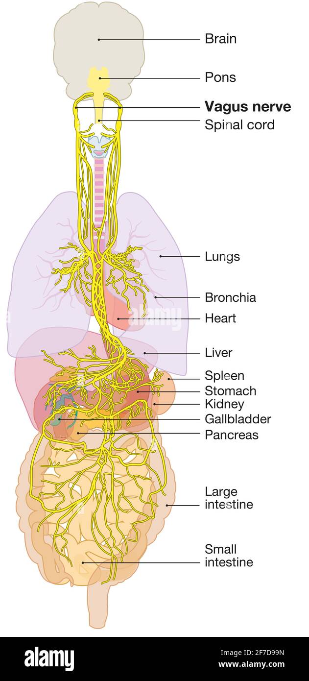 The 3D illustration showing brain and active vagus nerve (tenth cranial ...