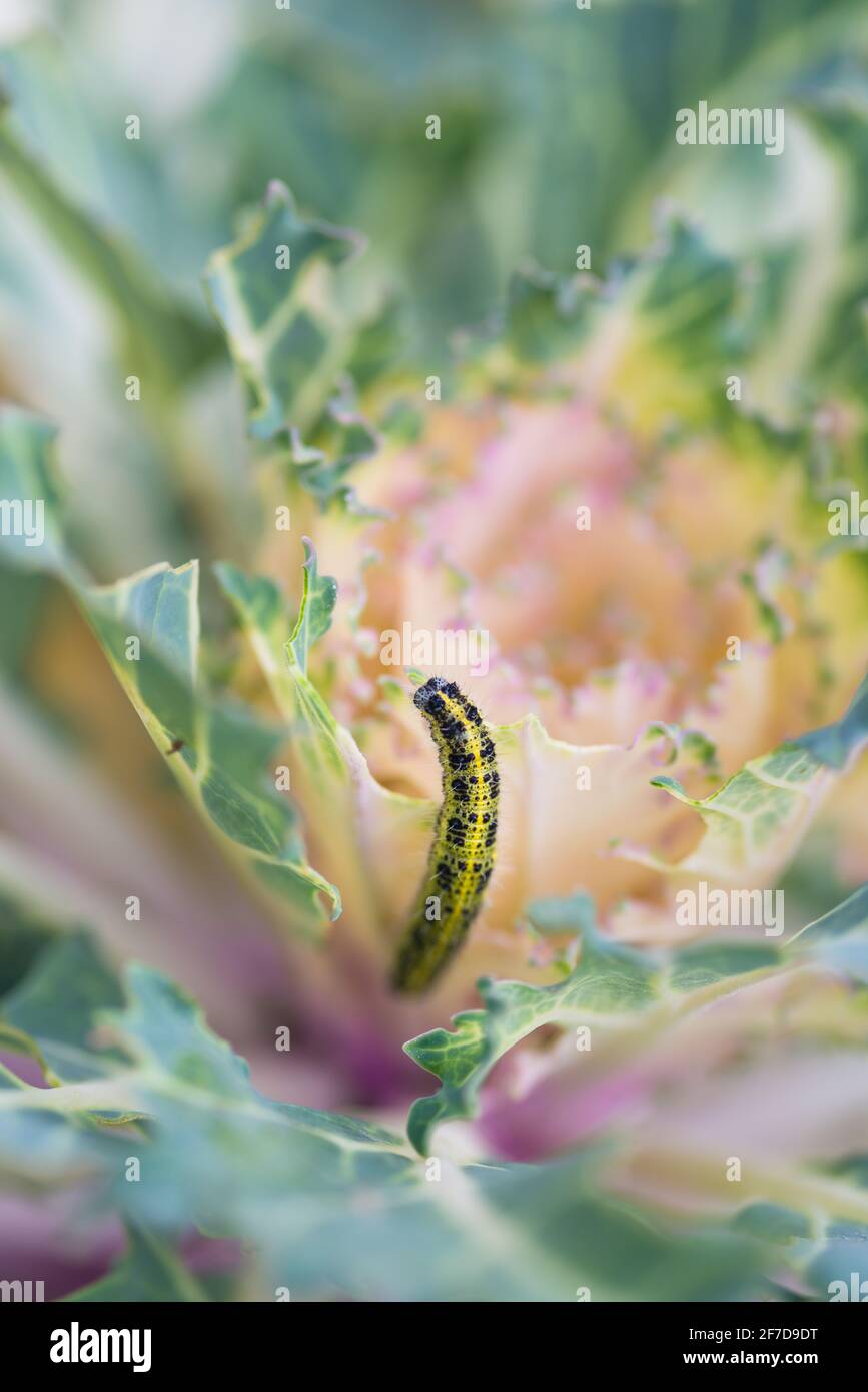Cabbage white caterpillar damage hi-res stock photography and images ...