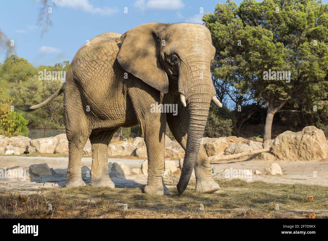 Side view of african elephant walking in the nature Stock Photo - Alamy