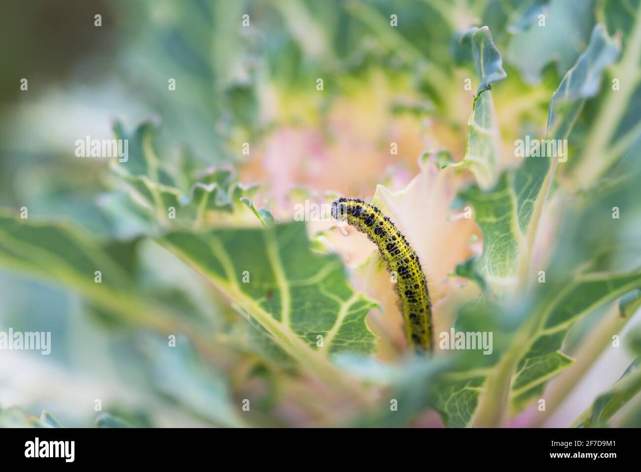 Ornamental kale head damaged by larva of Cabbage White butterfly ...