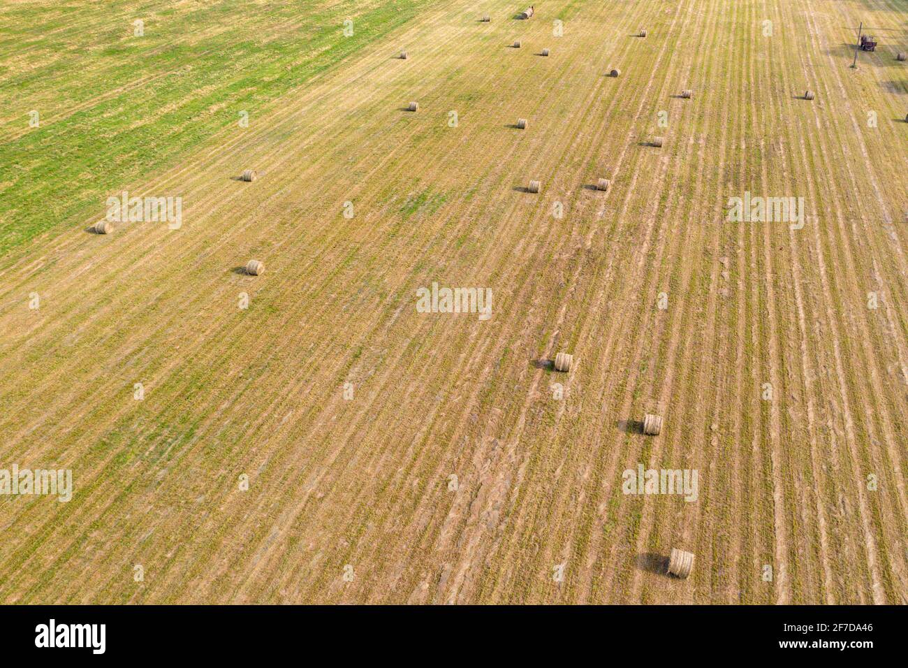 Round bales of hay in the field, forage harvesting for the winter ...