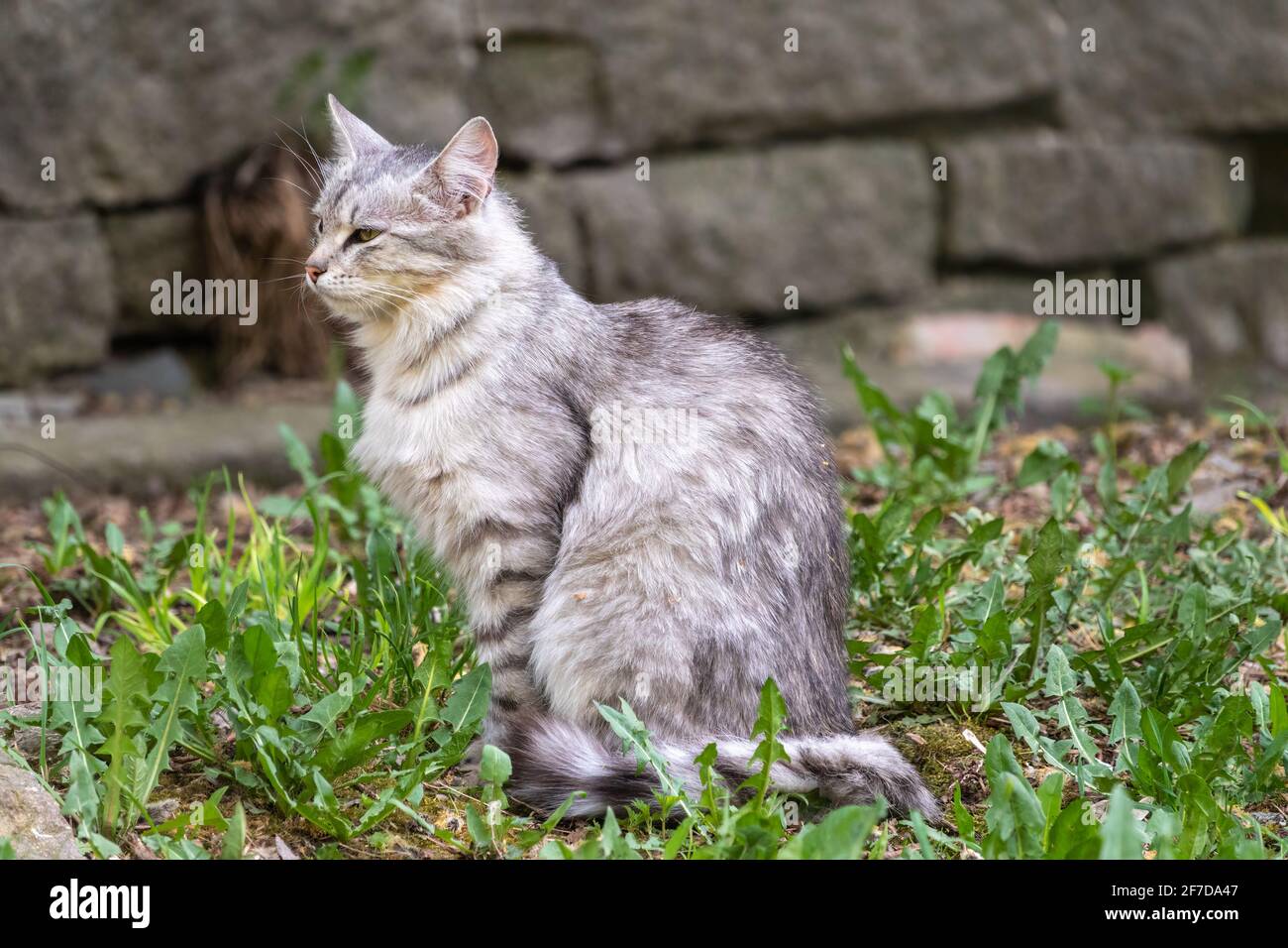 A beautiful fluffy gray cat sits on spring lawn in the sunset light ...