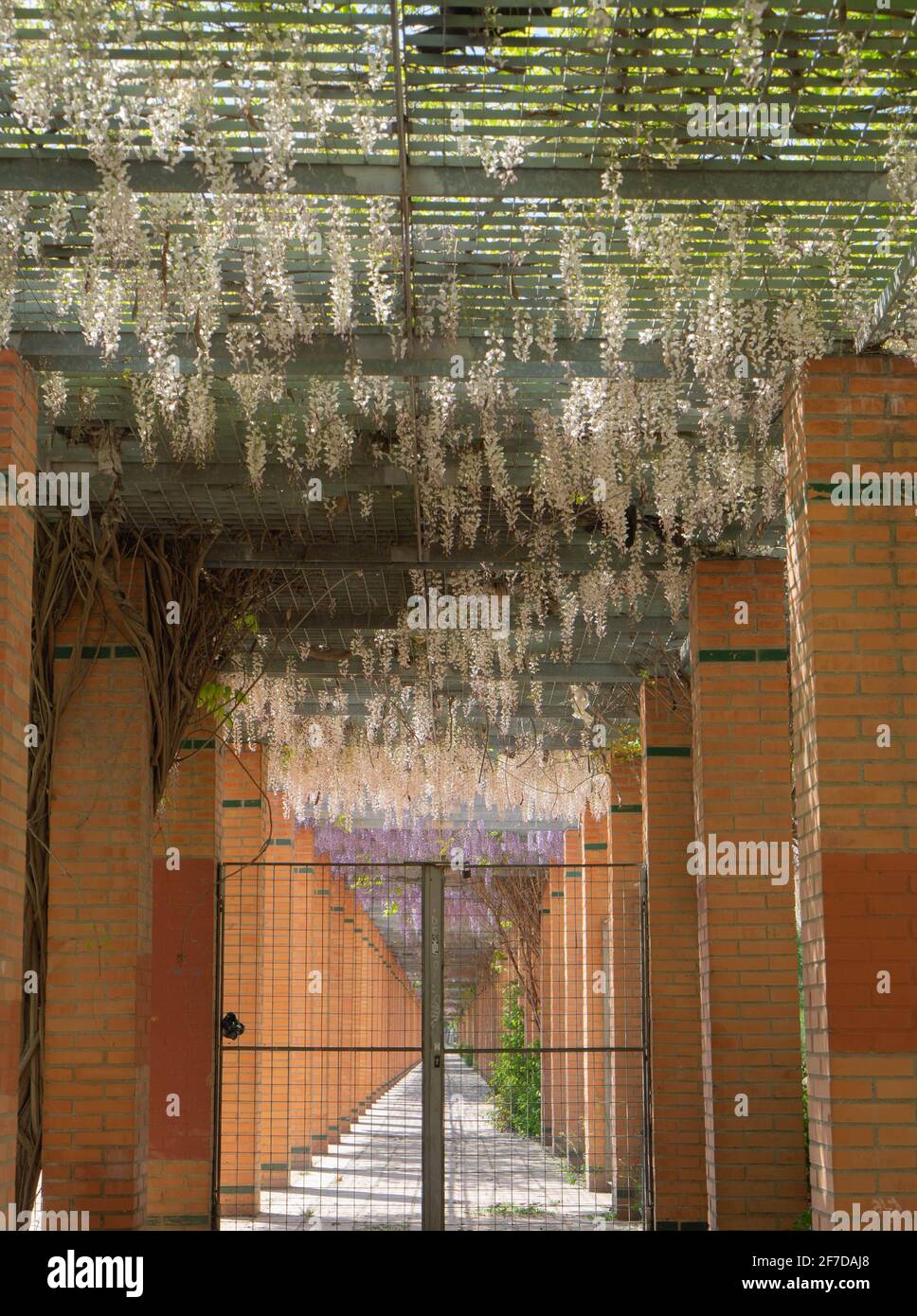 Wisteria sinensis, Glicina Stock Photo - Alamy