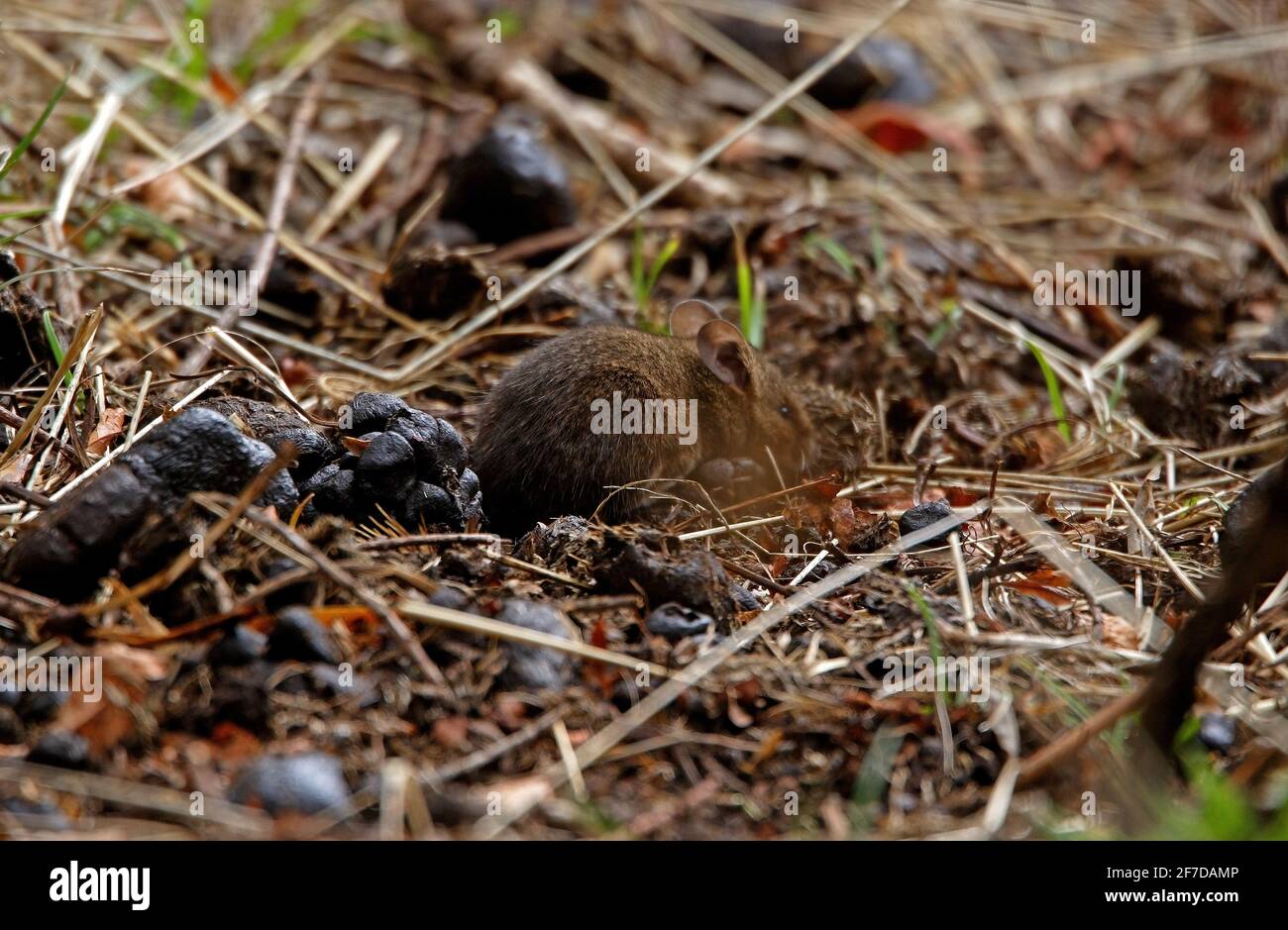 Ethiopian white footed mouse hi-res stock photography and images - Alamy