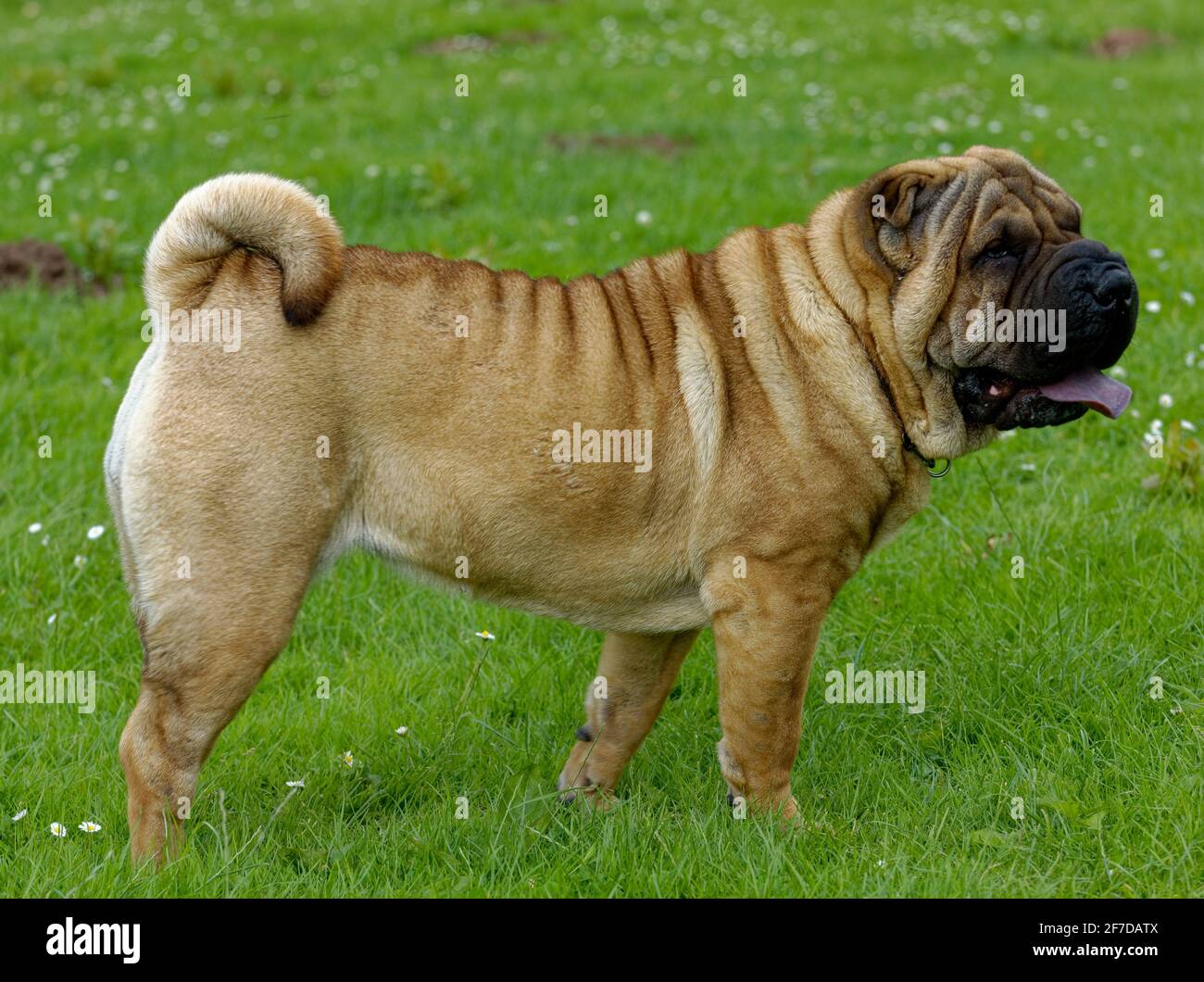 Shar Pei Chinese fighting dog showing wrinkles Stock Photo - Alamy