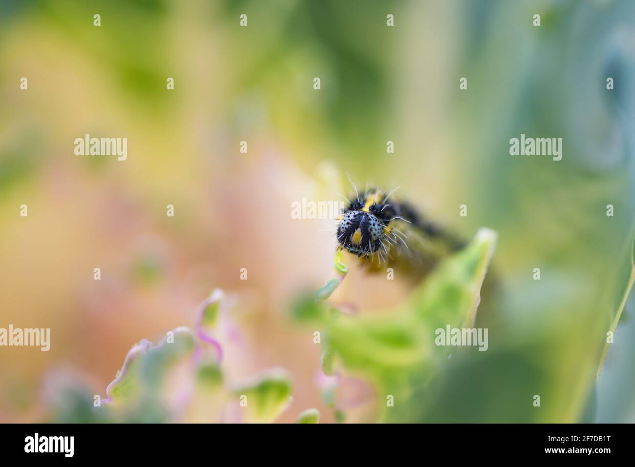 Macro detail of larva of Cabbage White butterfly (Pieris rapae) in ...