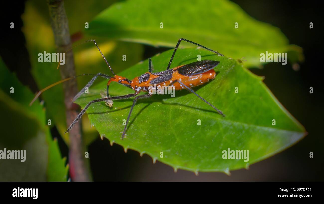 Proboscis zoology hi-res stock photography and images - Alamy