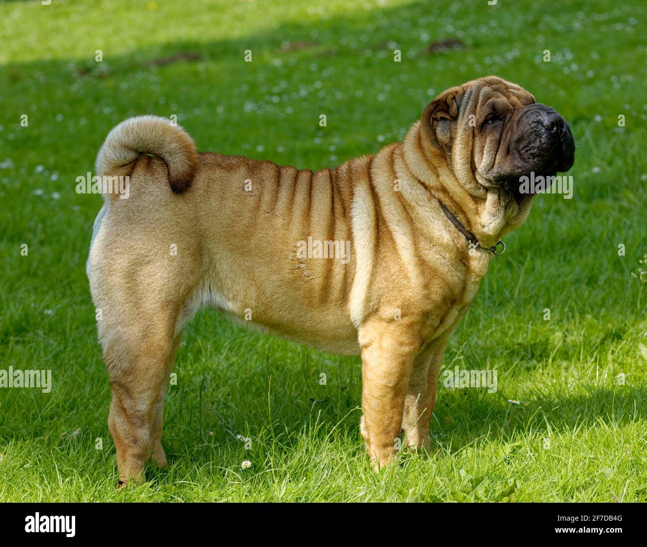 Dog eyes skin folds hi-res stock photography and images - Alamy