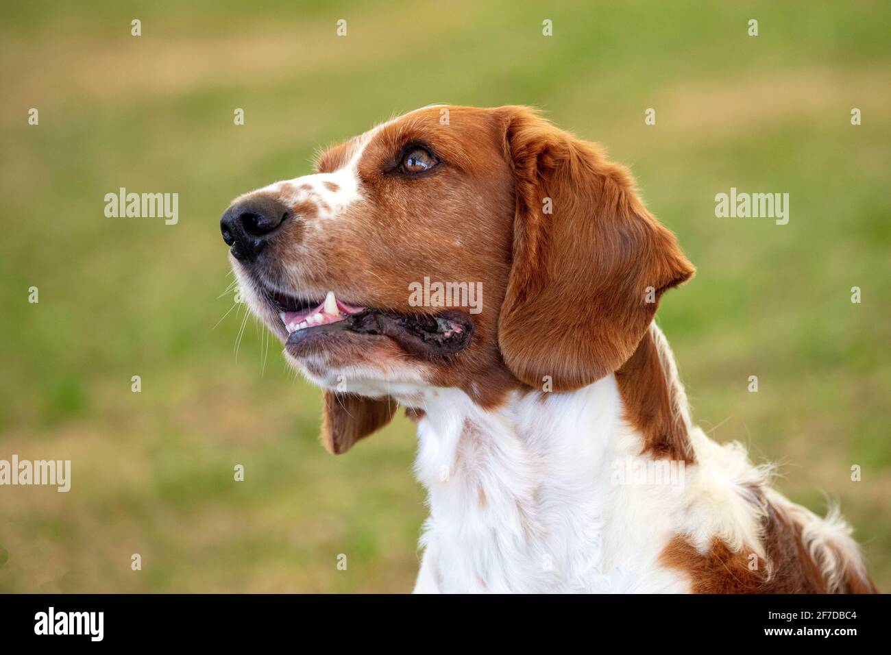 Cute springer spaniel dog hi-res stock photography and images - Alamy