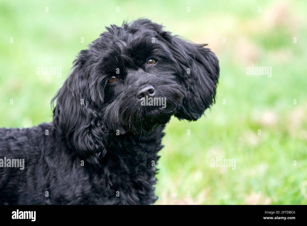 Cocker doodle hi-res stock photography and images - Alamy