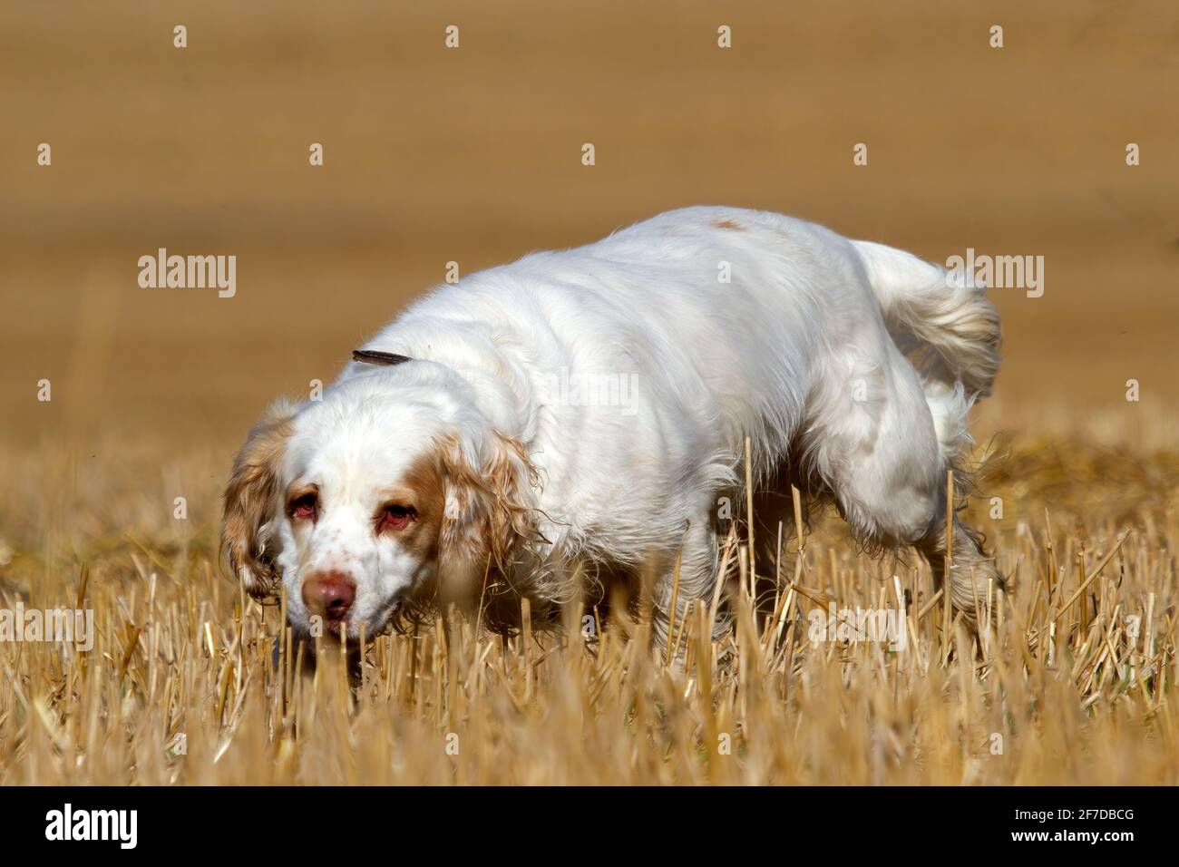 Dog in cornfield hi-res stock photography and images - Alamy