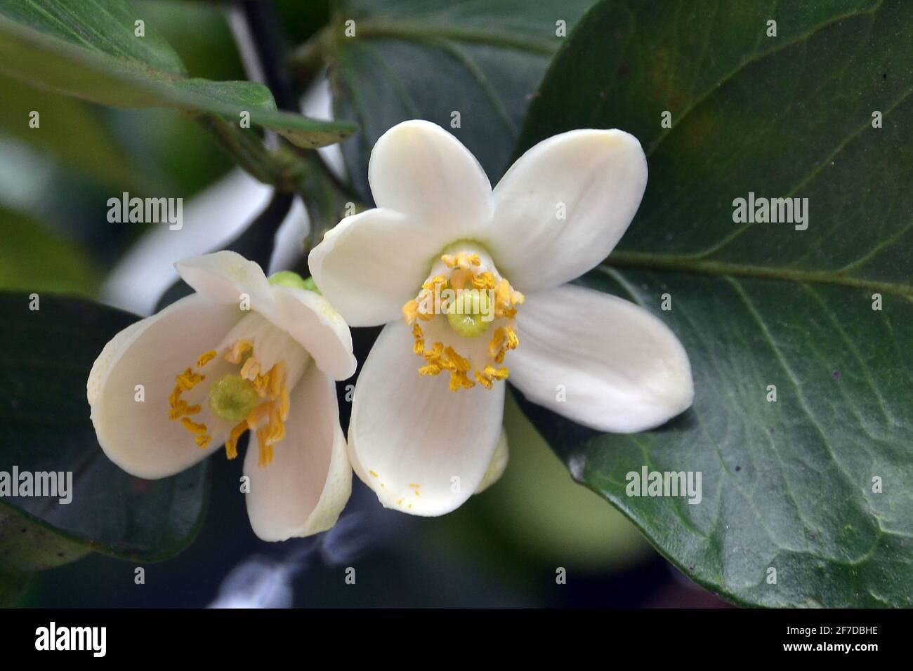 THE FLOWER GROWING FROM ORANGE TREE IN MY GARDEN, TAKEN DRAWING AT ...