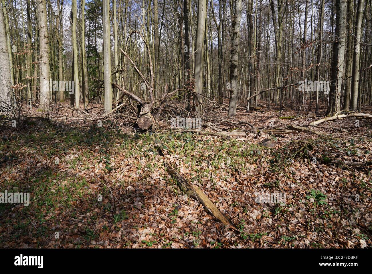 The tree of lie hi-res stock photography and images - Alamy