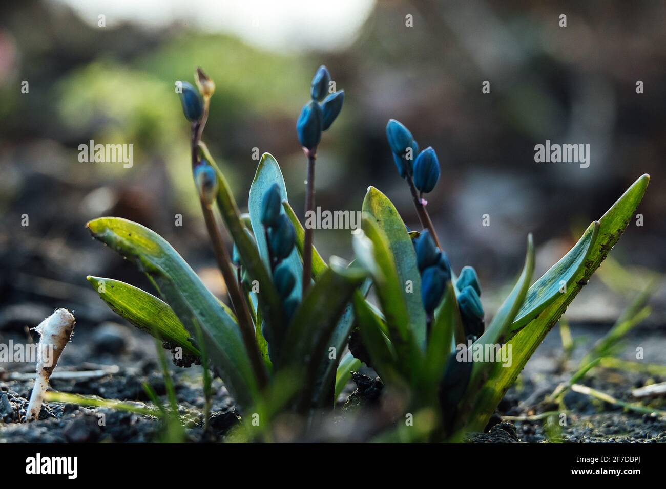 the first flowers in early spring. nature comes alive in the sun after ...