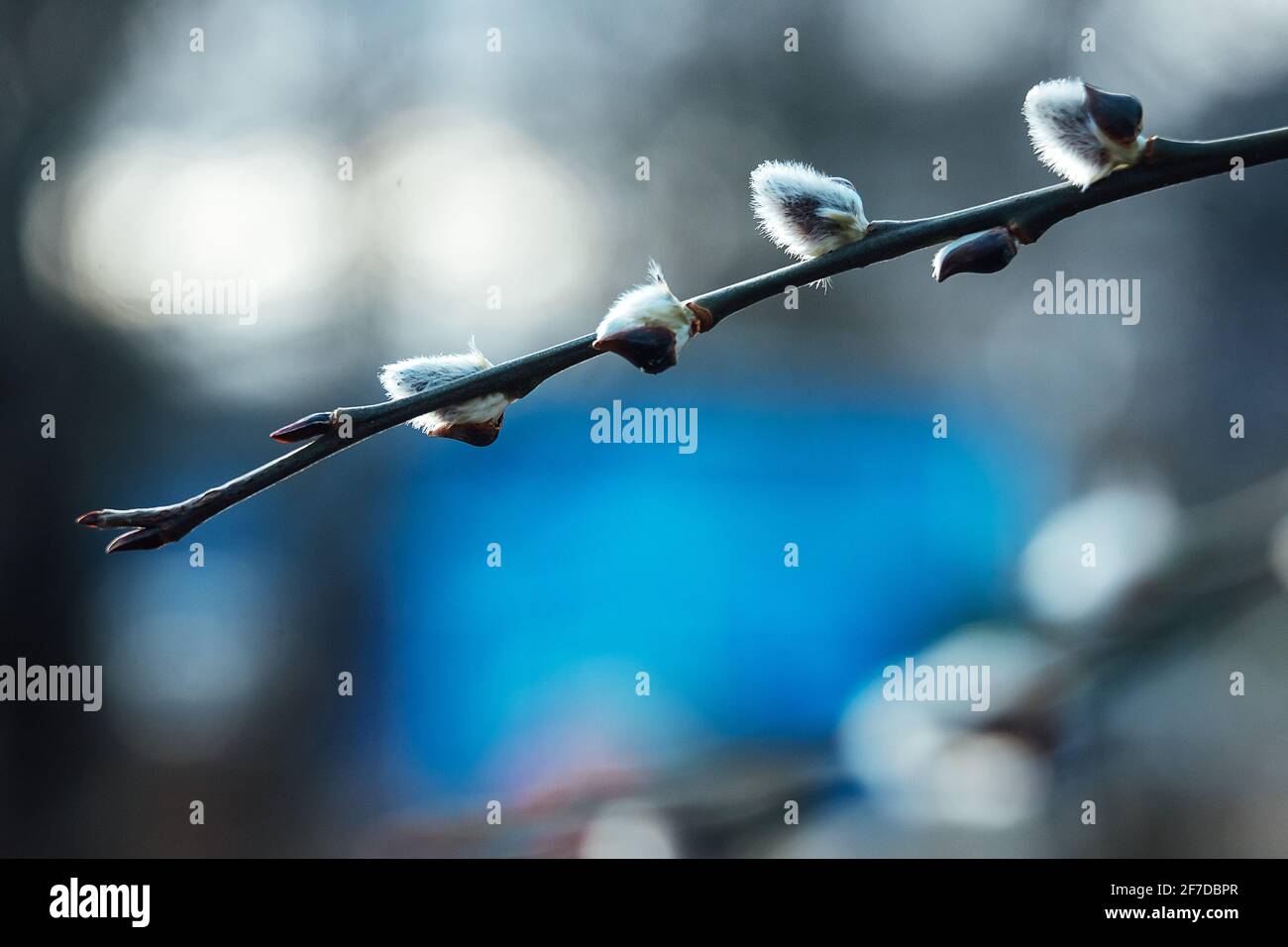 the first flowers in early spring. nature comes alive in the sun after ...