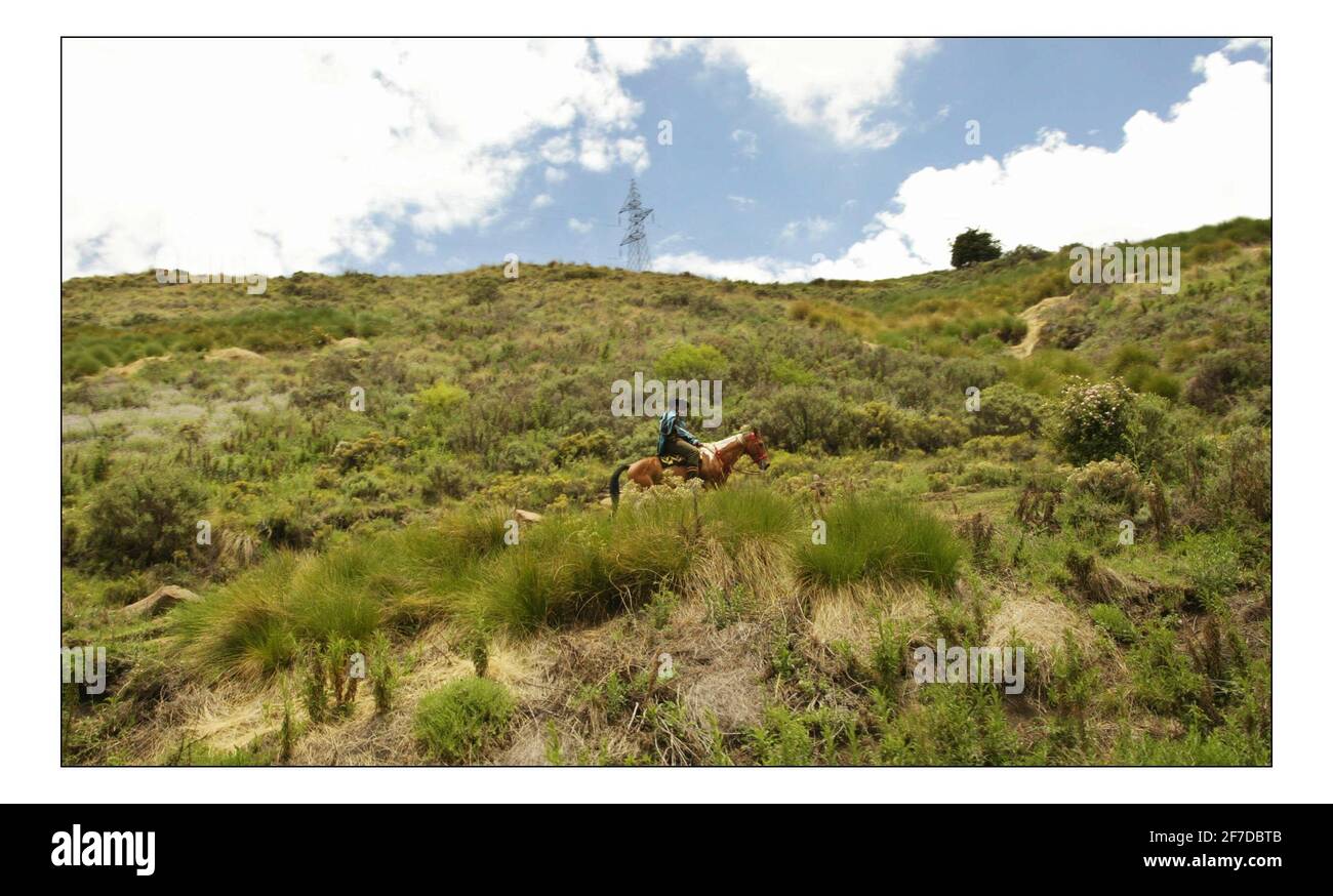 Horses main Cut Out Stock Images & Pictures - Alamy