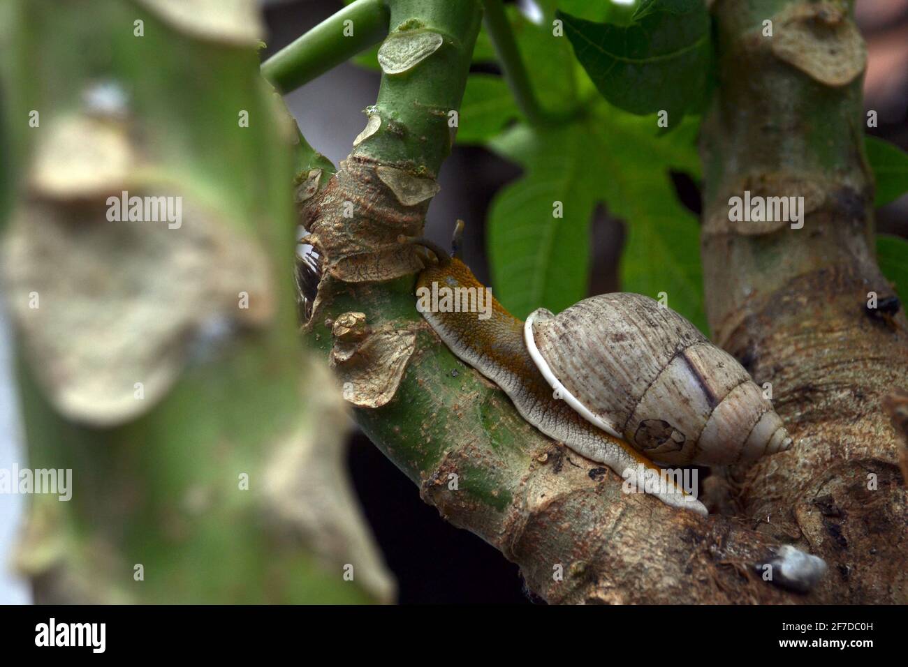 snails on the papaya tree Stock Photo - Alamy