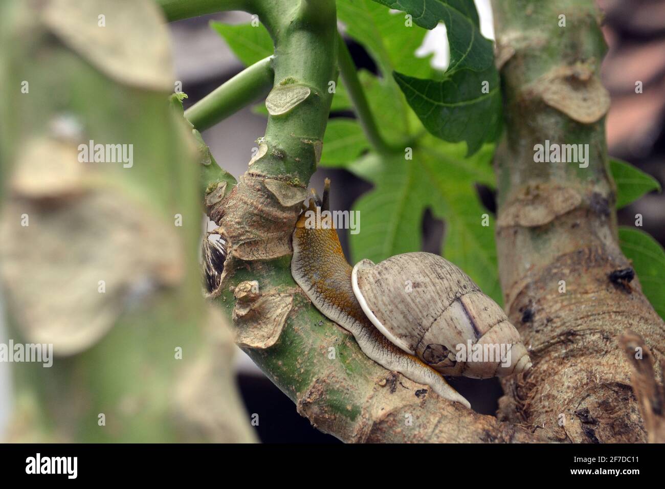 snails on the papaya tre Stock Photo - Alamy