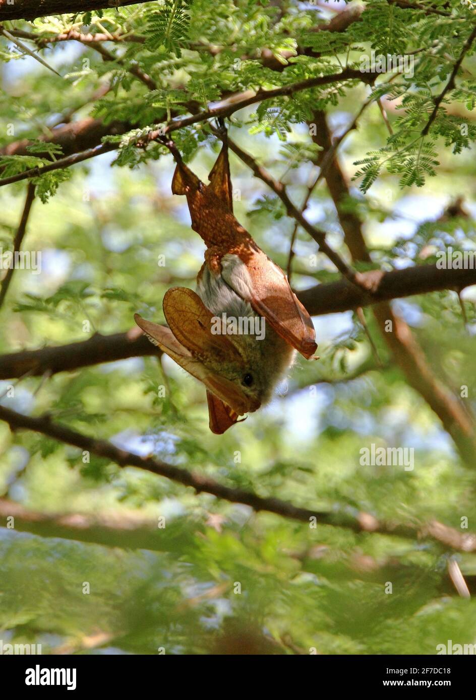 African yellow winged bat hi-res stock photography and images - Alamy