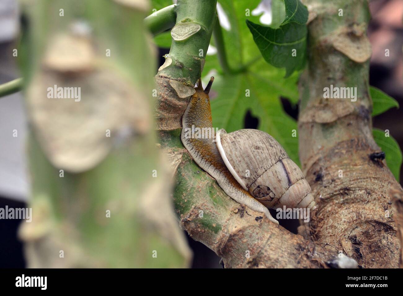 snails on the papaya tree Stock Photo - Alamy