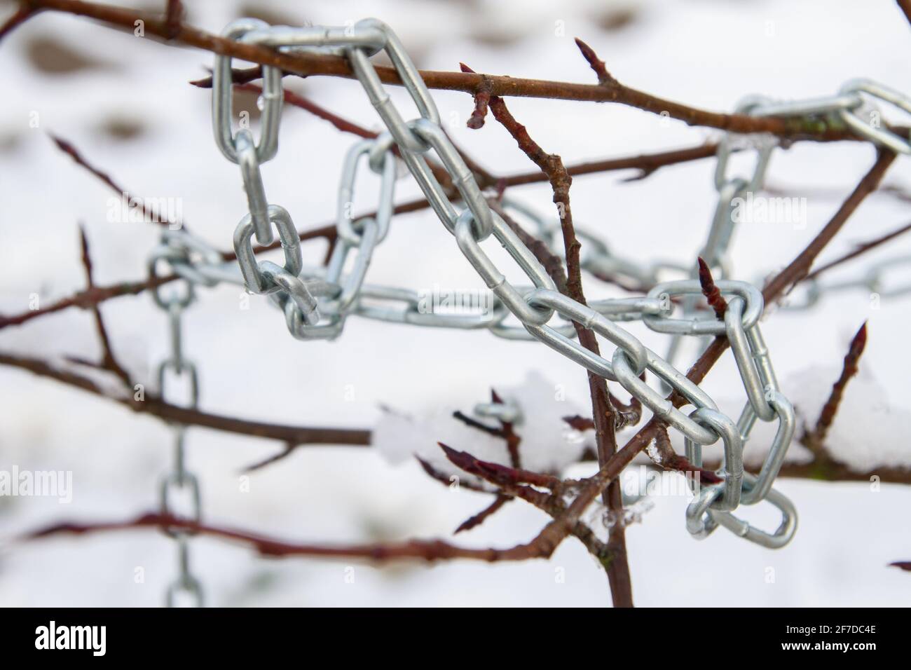 Metal chain hanging on a bush branch in winter Stock Photo - Alamy