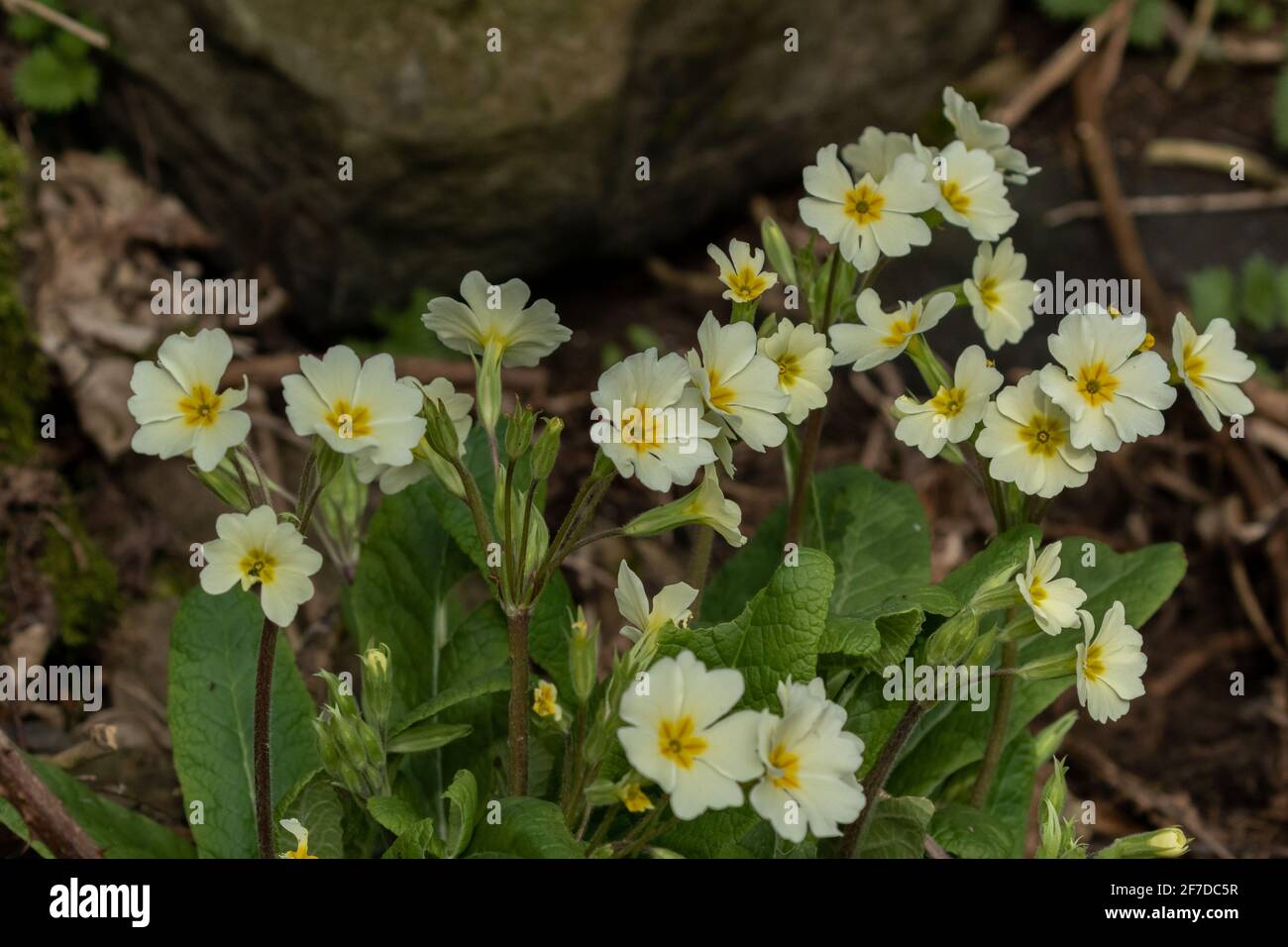 Wild primroses - primula vulgaris (true primrose, English primrose ...