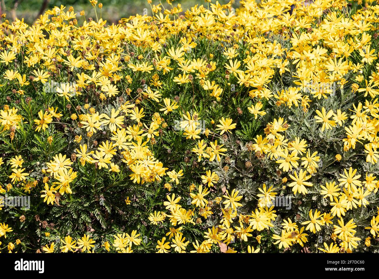Yellow daisy, or Euryops pectinatus flowers, Also known as Gray-leaf or ...