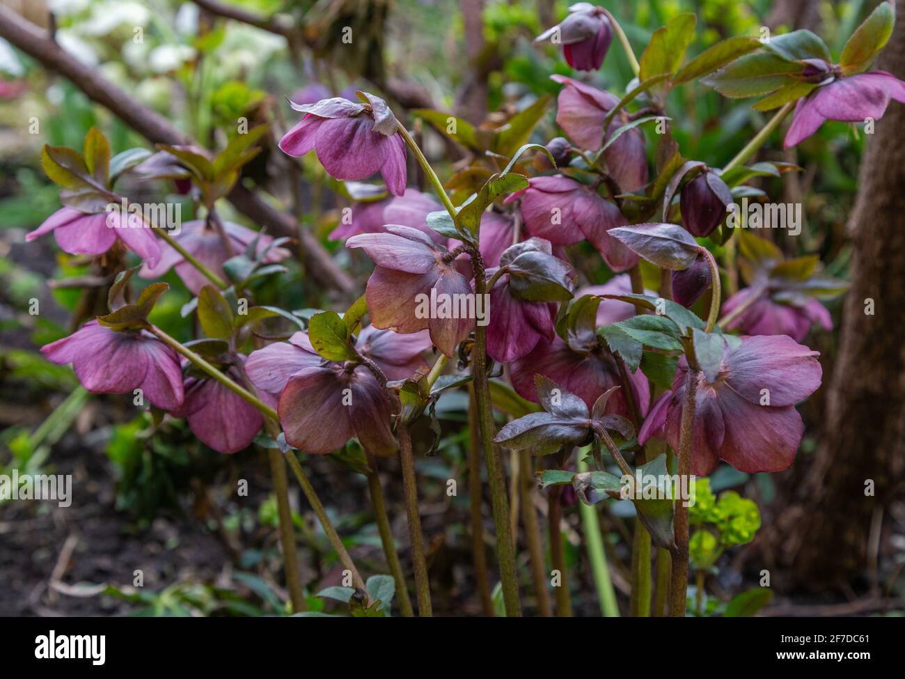 Perennial hellebores hi-res stock photography and images - Alamy