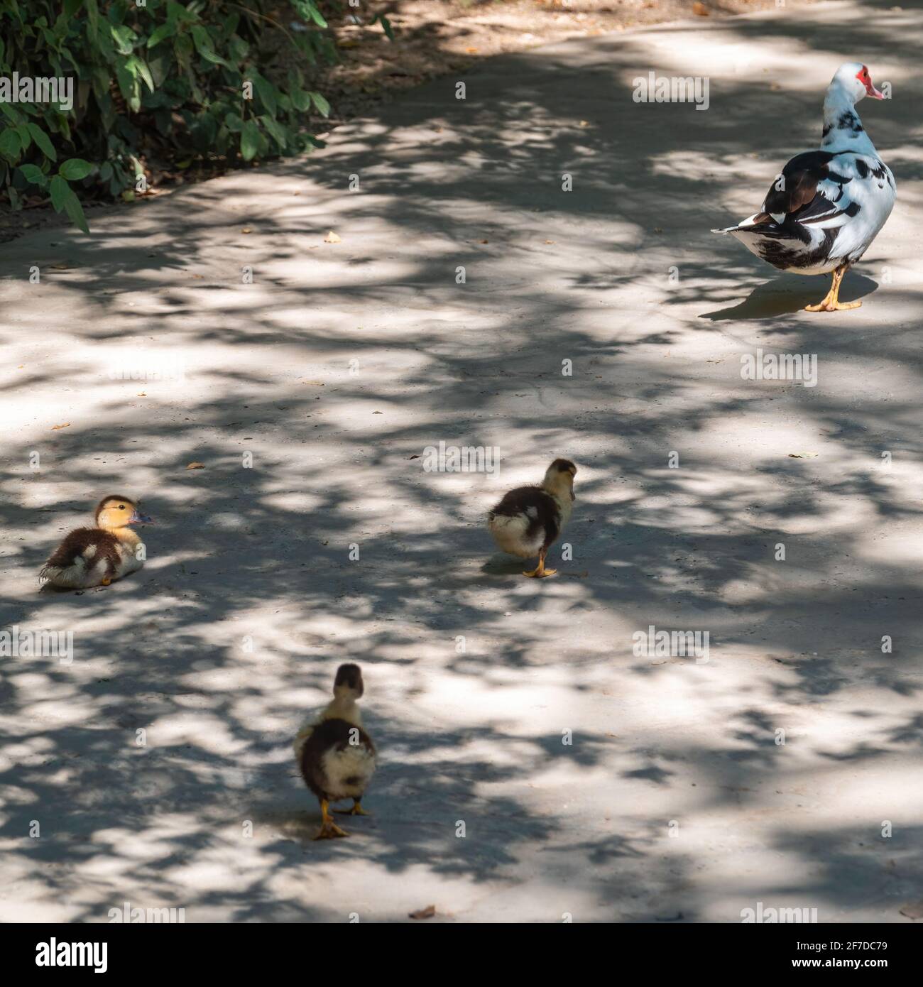 White and black duck with red head, The Muscovy duck, walks on the ...