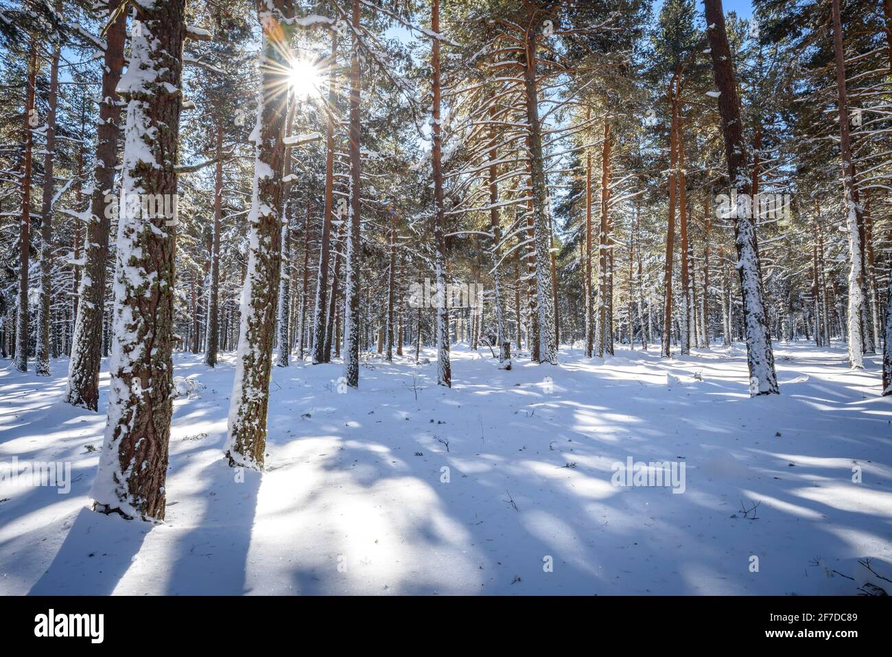 Forêt de la Matte forest, in Capcir, snowy in winter (Les Angles ...